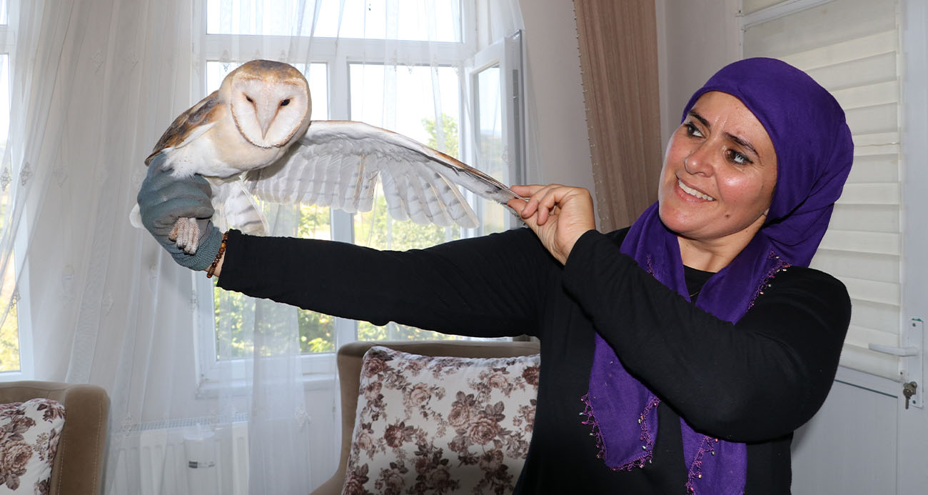 Nesli tükenmek üzere olan peçeli baykuş ’talih kuşu’ olarak evlerine ...