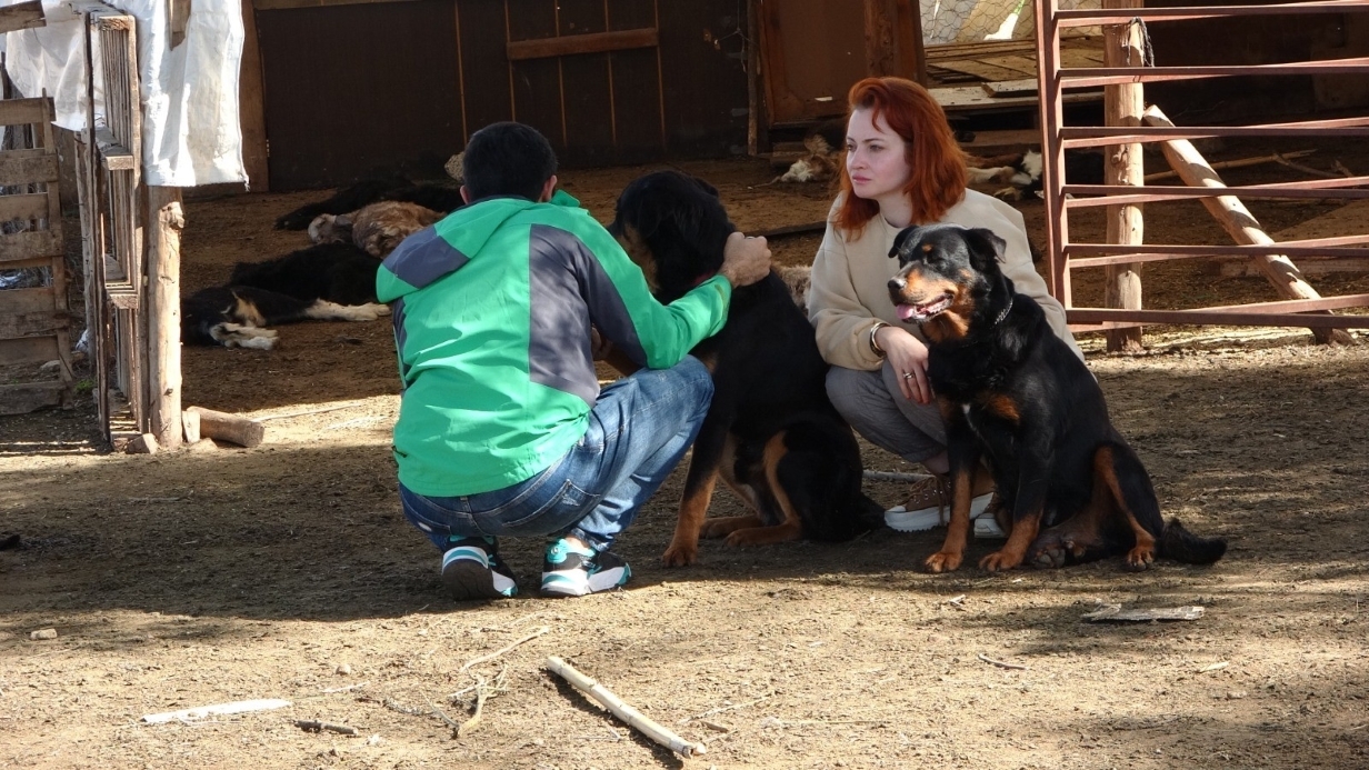 Antalya’da köpekler ağıldaki 57 oğlağı telef etti İhlas Haber Ajansı