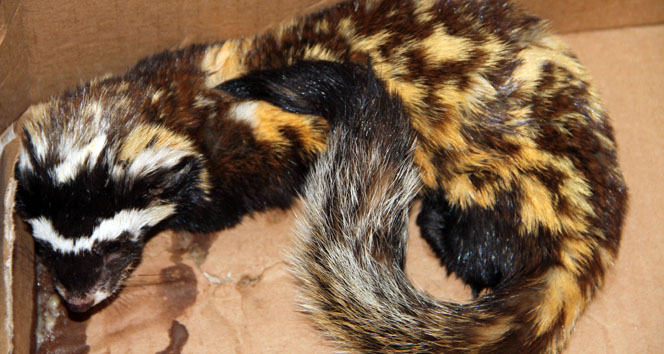 Ardahan'da bulunan alaca sansar koruma altında İhlas Haber Ajansı