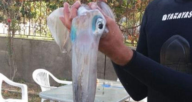 Dev kalamar görenleri şaşkına çevirdi İhlas Haber Ajansı