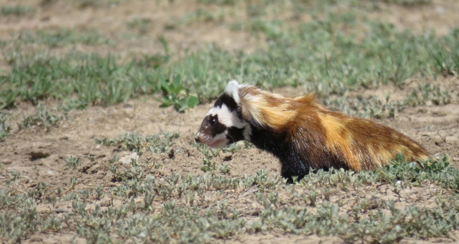 Alaca sansar ailesi Kayseri'de görüntülendi İhlas Haber Ajansı