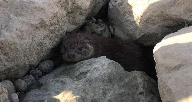 Yavru su samuru doğal ortamına bırakıldı İhlas Haber Ajansı