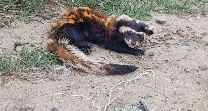 Tekirdağ’da nesli tehlikedeki Alaca Sansar bulundu İhlas Haber Ajansı