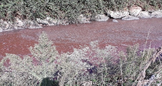 Bursa Kocasu deresinde çevre felâketi İhlas Haber Ajansı