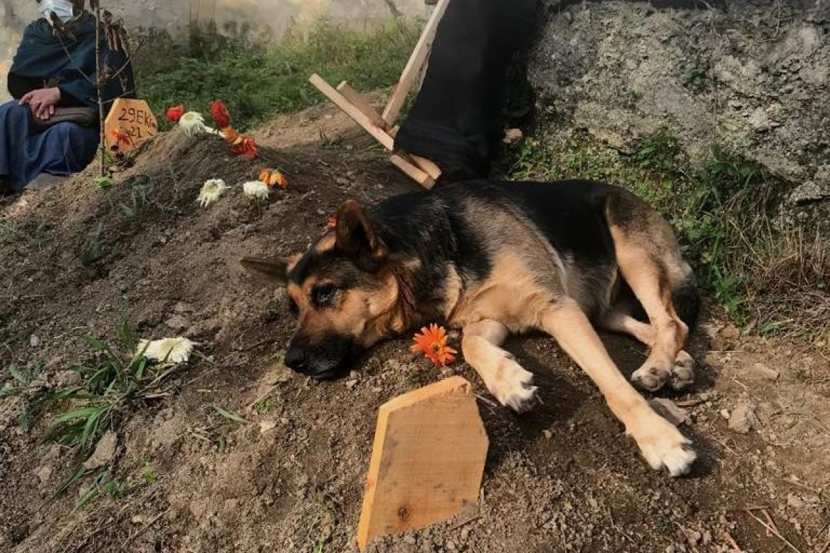 Vefalı köpek, ölen sahibinin mezarı başından bir an olsun ayrılmıyor ...