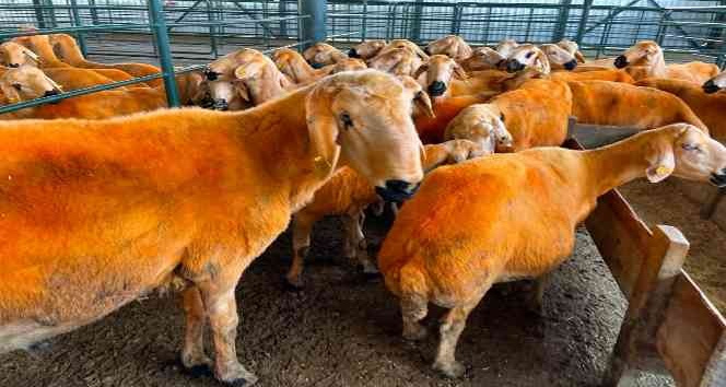 (ÖZEL) 13 ayda 100 kiloya ulaşan koç hayvan pazarında alıcısını ...