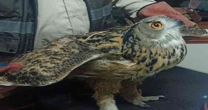 Bitkin halde bulunan “Puhu Kuşu” tedaviye alındı İhlas Haber Ajansı