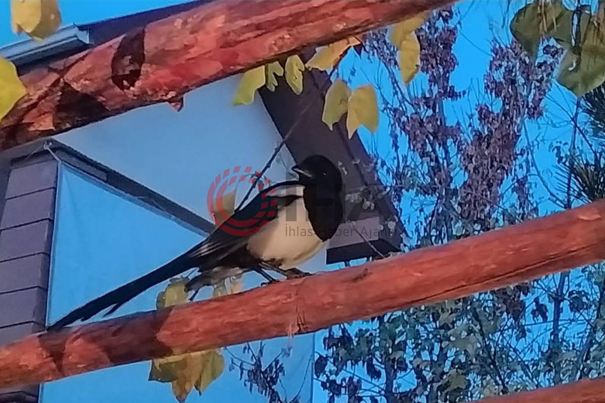 Besleyip iyileştirdiği karga, her gün ziyaretine geliyor İhlas Haber Ajansı