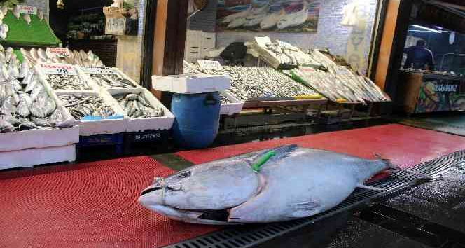 Dev orkinos ilgi odağı oldu İhlas Haber Ajansı