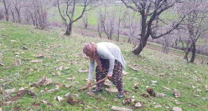 Derecik’te kenger bitkisini toplama sezonu başladı İhlas Haber Ajansı