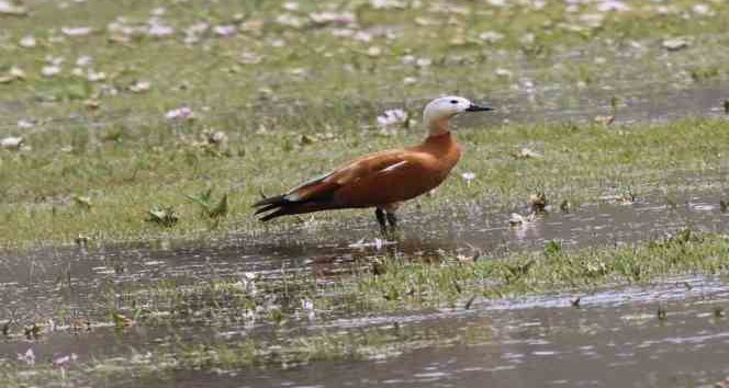 Sadakatin simgesi olan ‘angut kuşları’ üreme alanlarına döndü İhlas ...