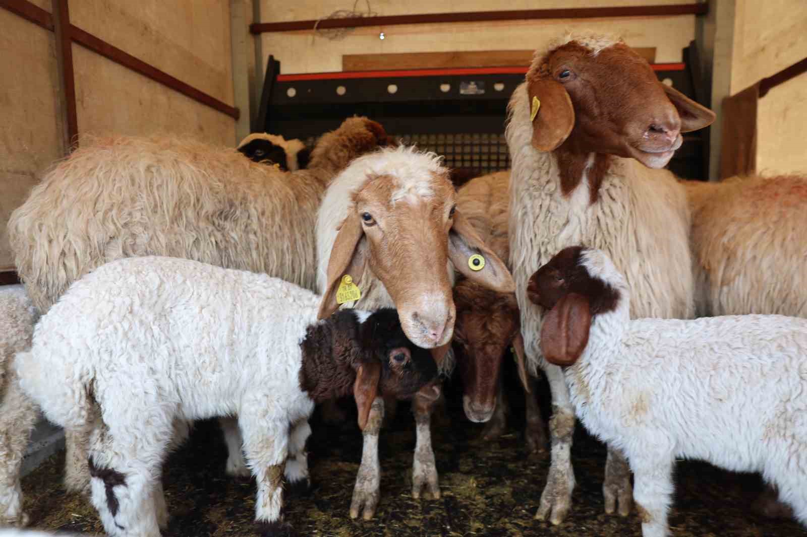 10 kuzusu telef olan çiftçiye, kamyonet dolusu çifte mutluluk İhlas ...