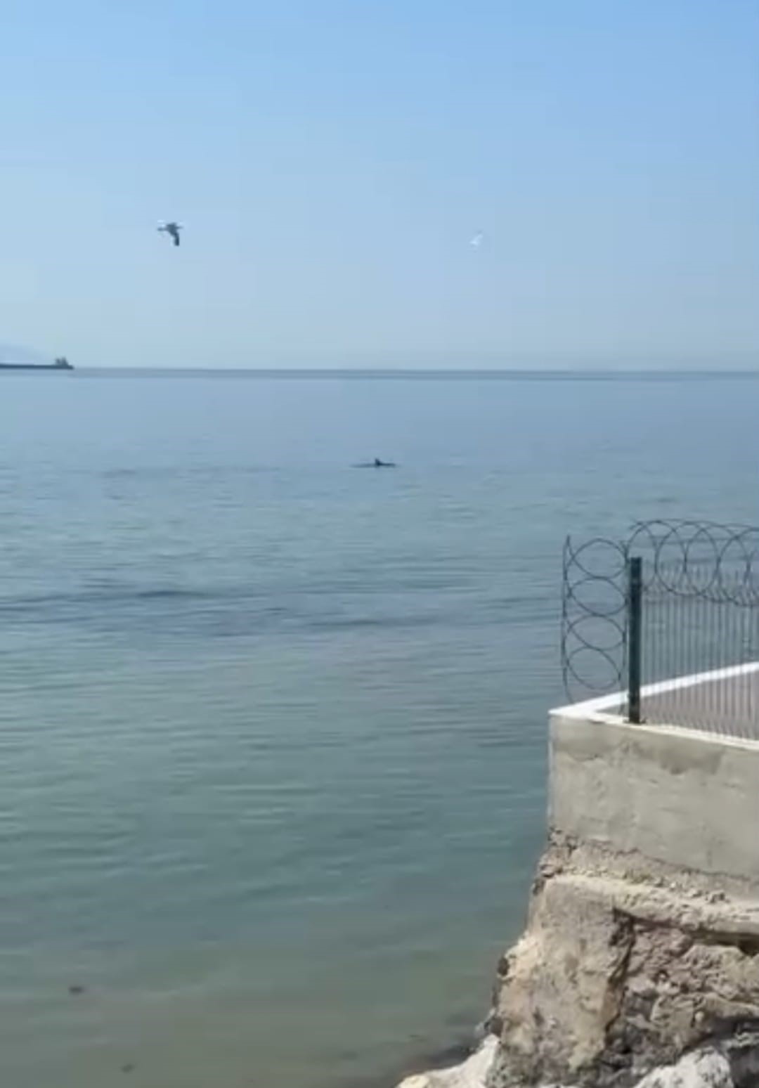Tekirdağ’da yunuslar kıyıya yakın görüntülendi İhlas Haber Ajansı