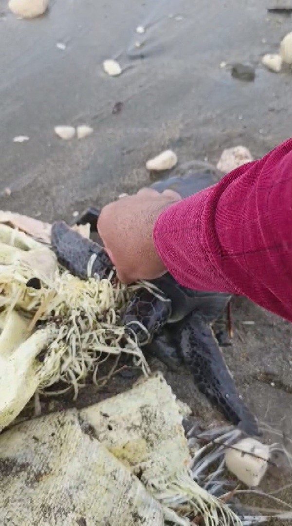 Hatay’da çuvala dolanan yavru deniz kaplumbağası belediye ekiplerinin ...