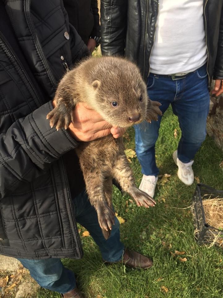 Yavru su samuru doğal ortamına bırakıldı
