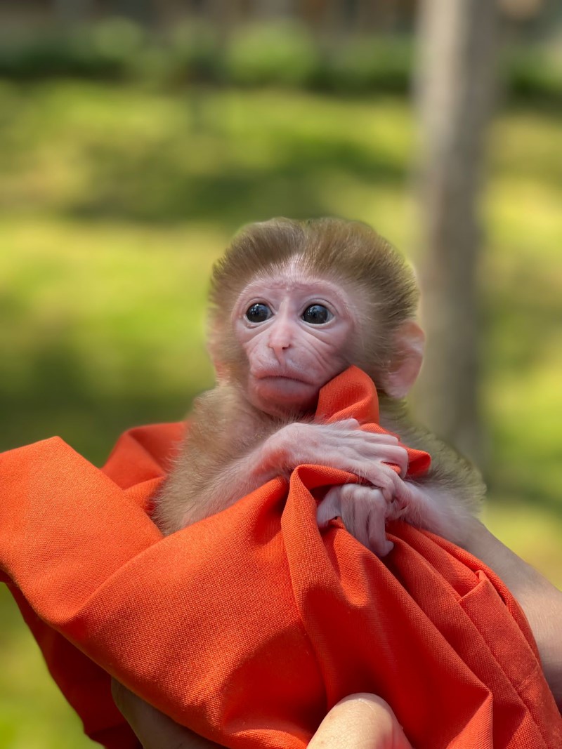 Çekmeköy'de 20 günlük utangaç yavru maymun hayvanat bahçesinin maskotu oldu